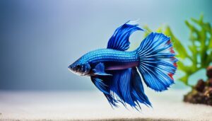 Blue Betta Fish: Care Tips And Stunning Varieties